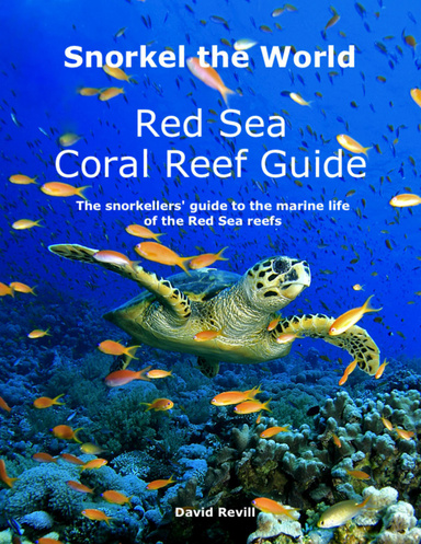 Snorkel the World: Red Sea Coral Reef Guide - The Snorkellers' Guide to ...