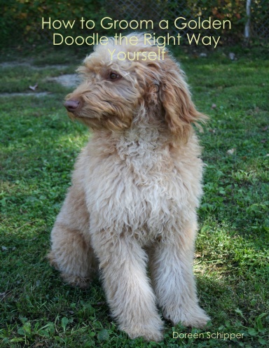 How to Groom a Golden Doodle the Right Way Yourself