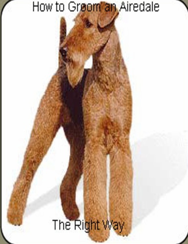 How to Groom An Airedale The Right Way
