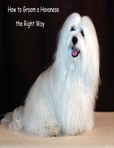 How to Groom A Havanese The Right Way