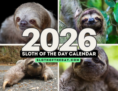 2026 Sloth Wall Calendar by Sloth of The Day