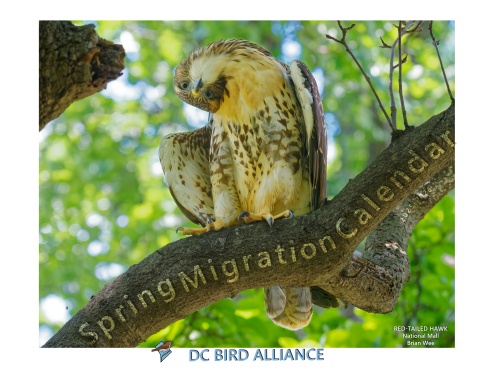 2025 - 2026 DC Bird Alliance Spring Migration Calendar