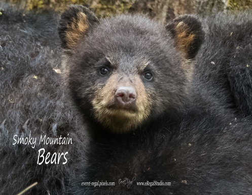 2026 Smoky Mountain Bears