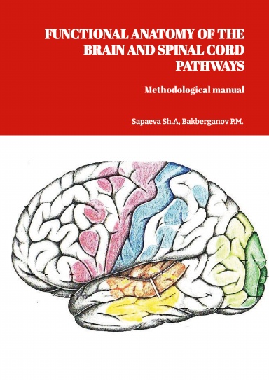 FUNCTIONAL ANATOMY OF THE BRAIN AND SPINAL CORD PATHWAYS