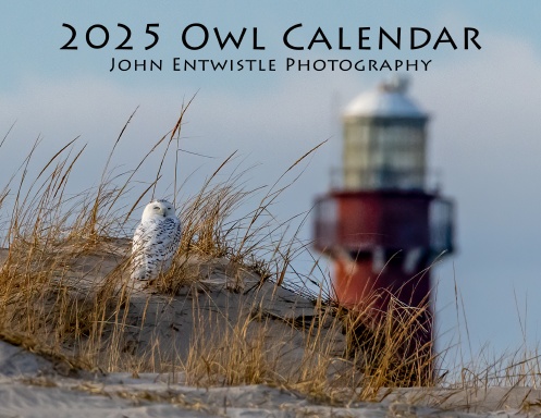 2025 Owl Calendar