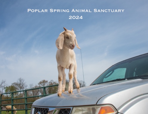 Poplar Spring Animal Sanctuary 2024