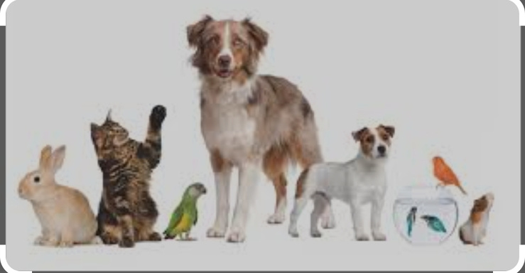 All you need to know about different types of pets